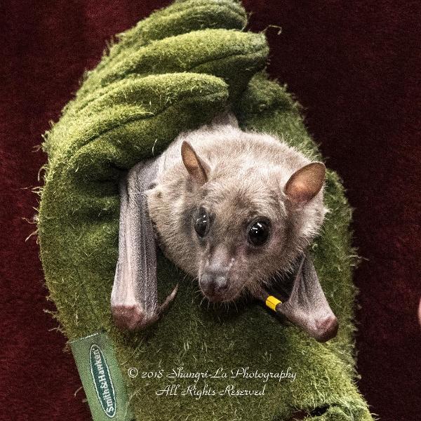 Bats Bugs and Biodiversity LIVE Bats at Oak Mountain State Park ...